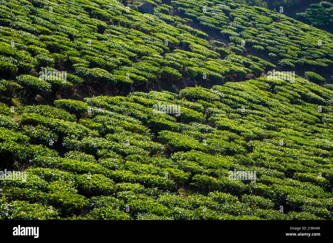 Tea plantation on hill, vagamon, kerala, india, asia Stock Photo - Alamy