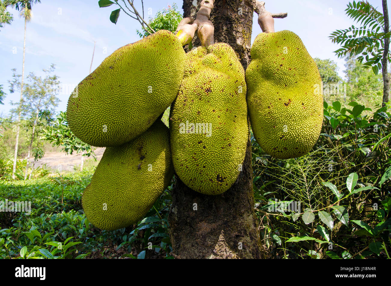 Vagamon kerala hi-res stock photography and images - Alamy
