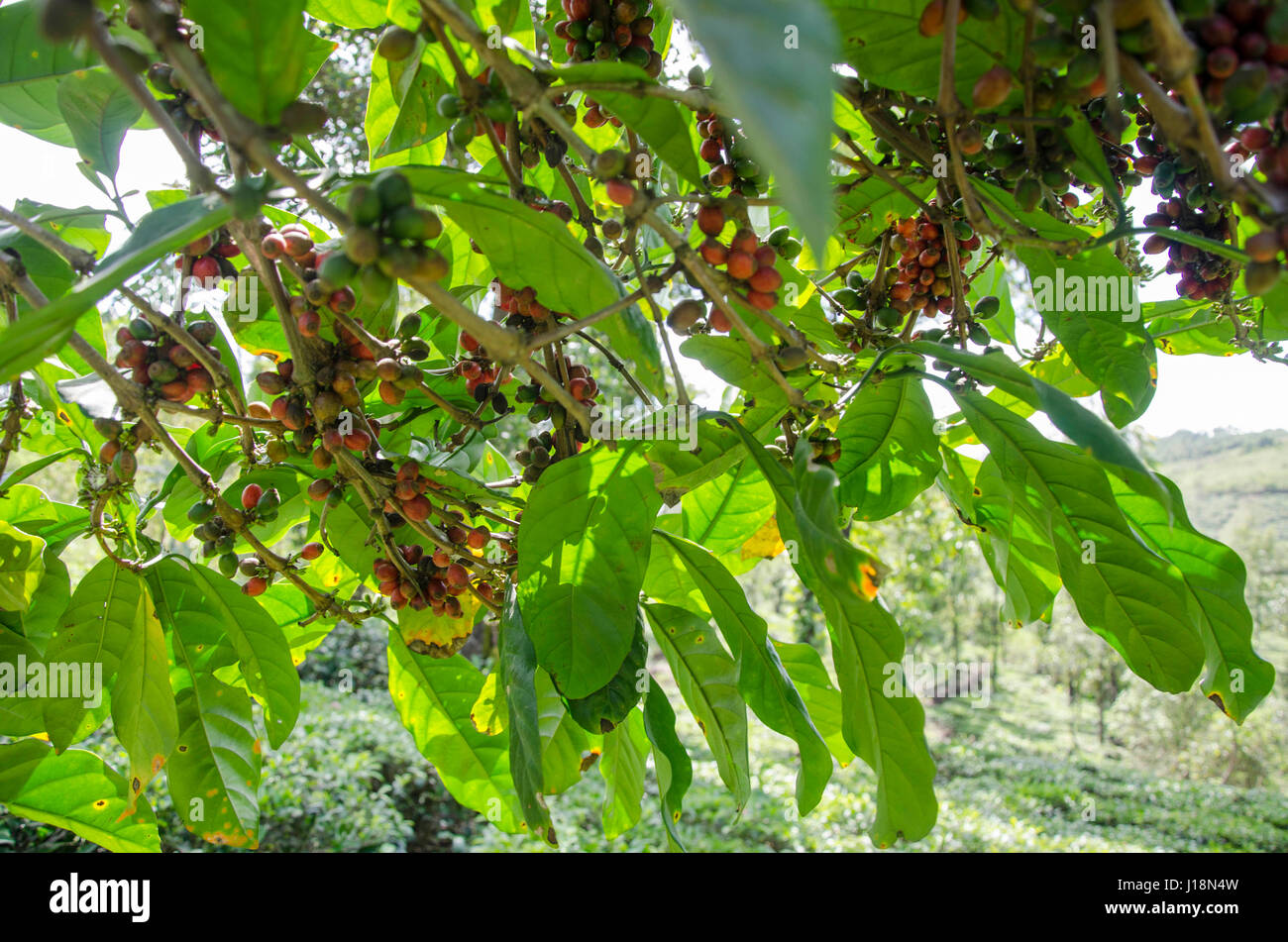 Coffee tree, vagamon, kerala, india, asia Stock Photo - Alamy