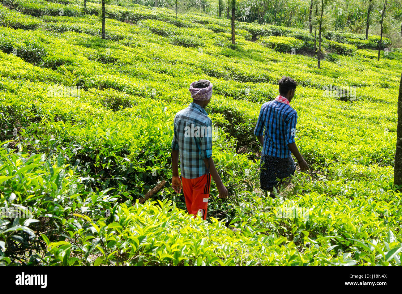 Tea plantation on hill, vagamon, kerala, india, asia Stock Photo - Alamy