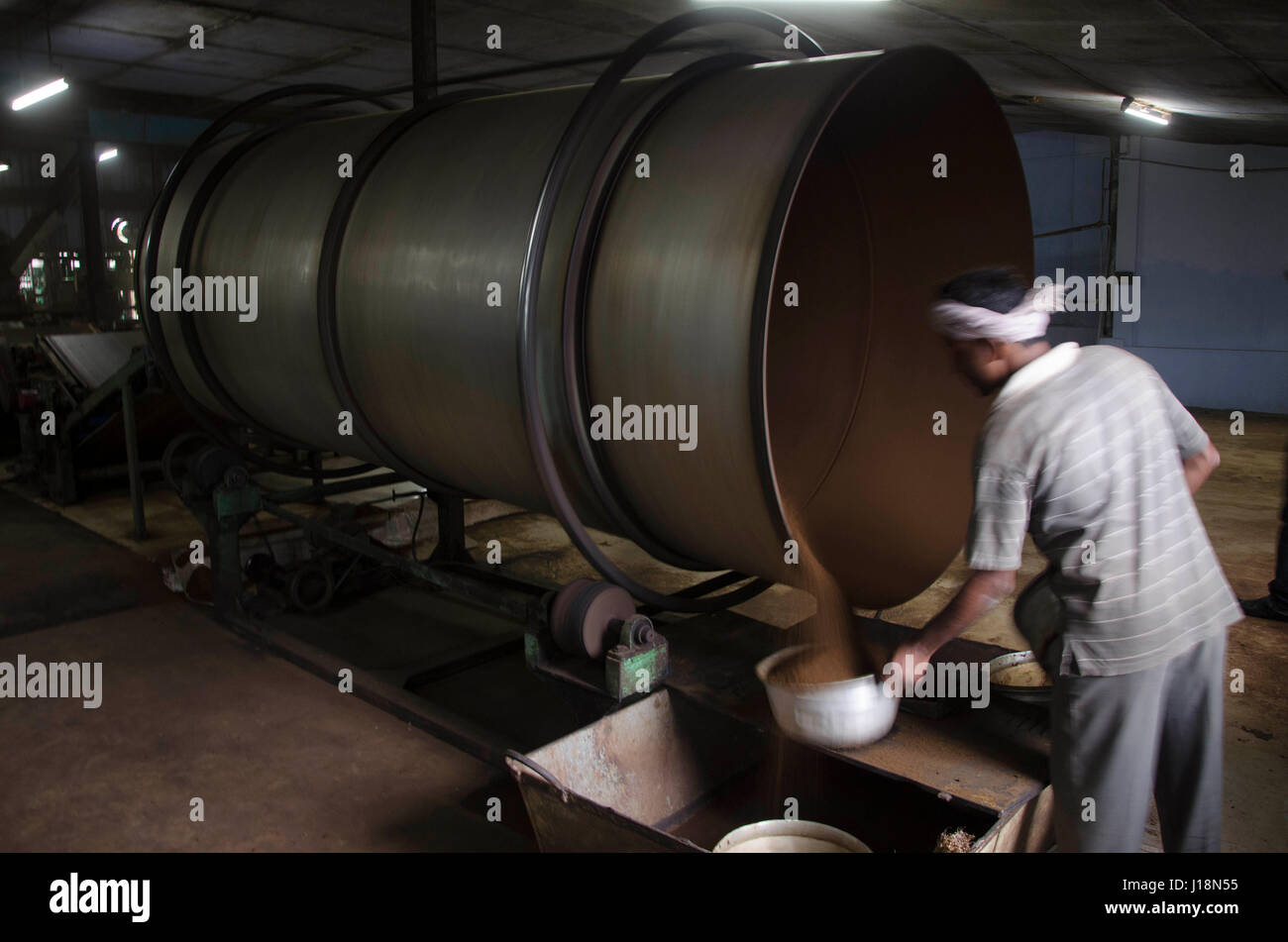 Worker collecting tea powder, vagamon, kerala, india, asia Stock Photo ...