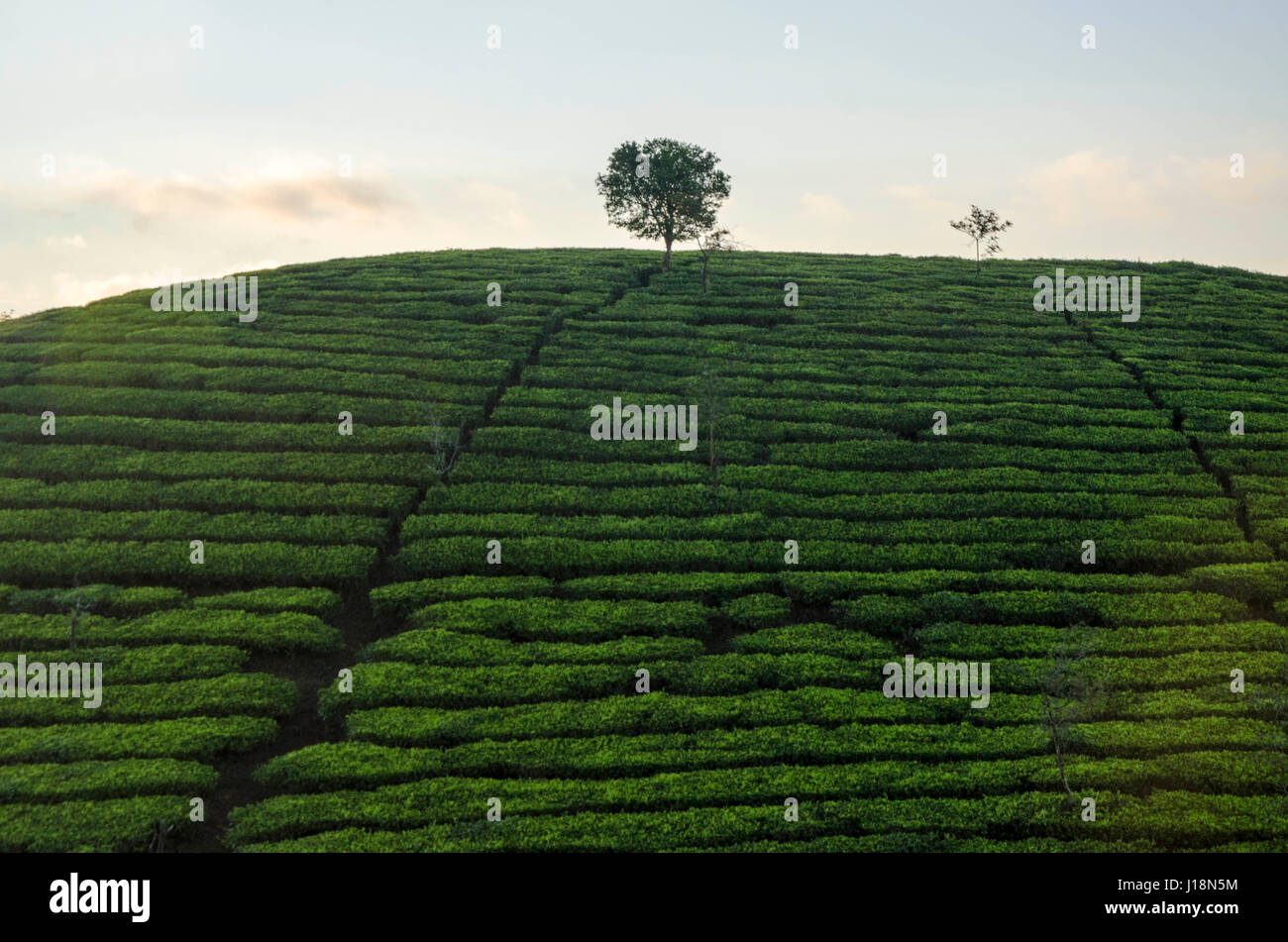 Tea plantation, vagamon, kerala, india, asia Stock Photo - Alamy