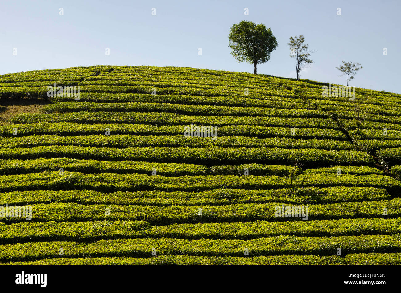 Tea plantation, vagamon, kerala, india, asia Stock Photo - Alamy