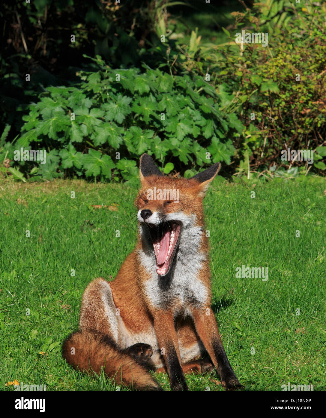 Fox teeth hi-res stock photography and images - Alamy