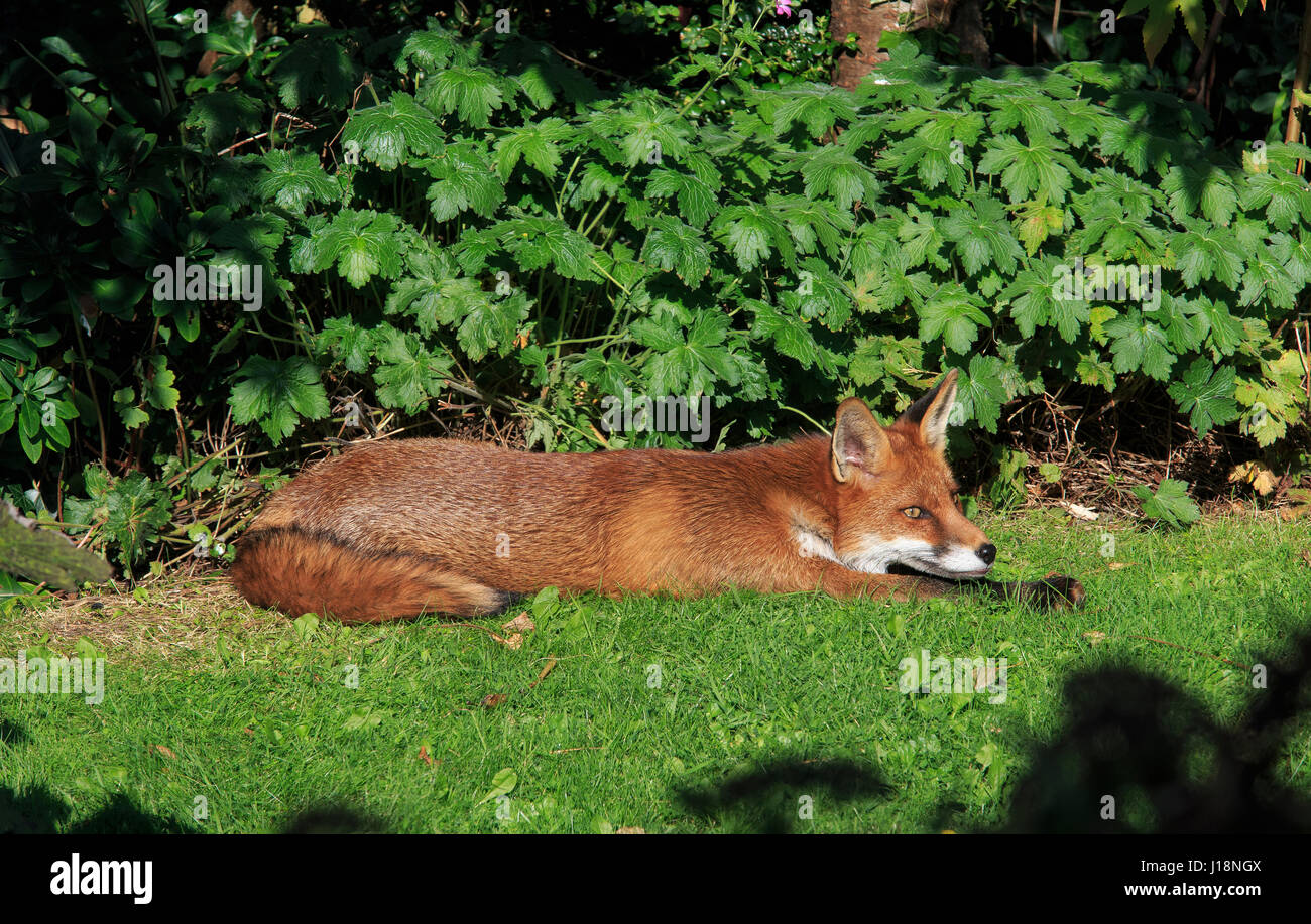 Fox teeth hi-res stock photography and images - Alamy
