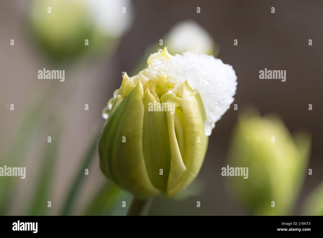 Closeup view of snowy still undeveloped tulip flower bud Stock Photo ...
