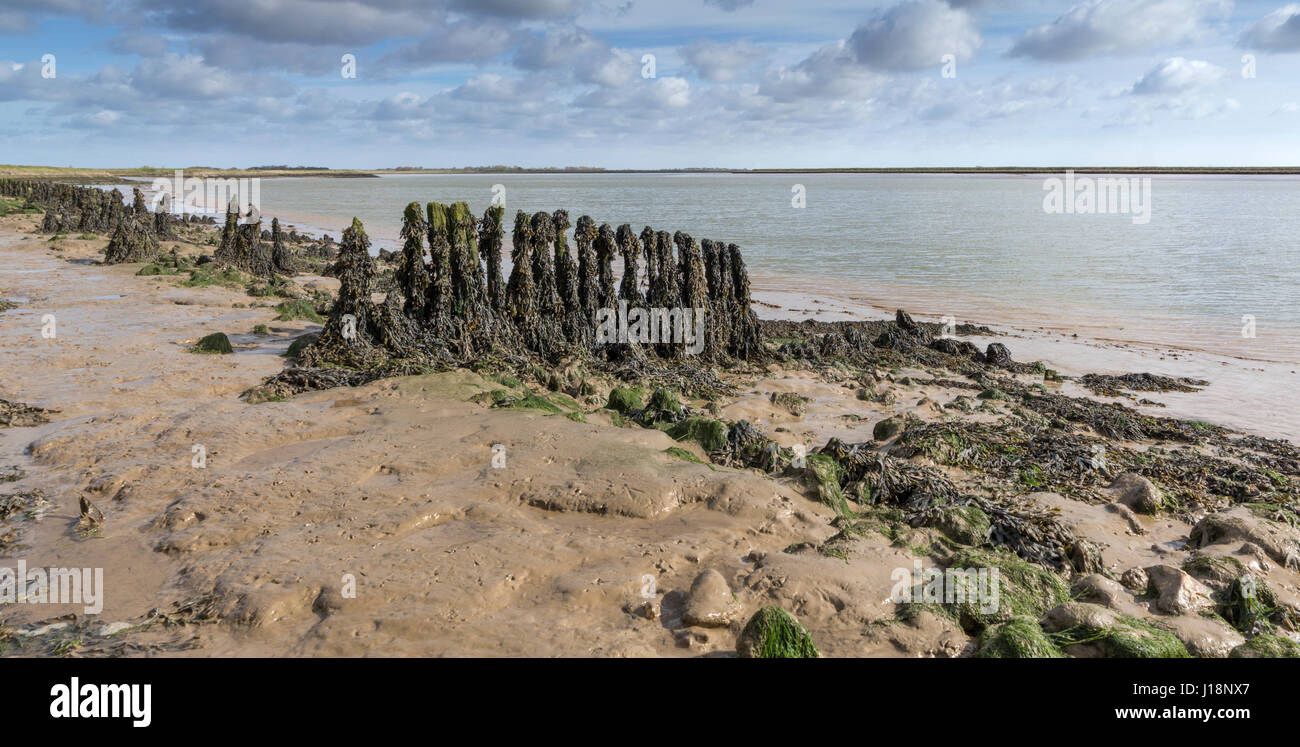 Groynes on river hi-res stock photography and images - Alamy