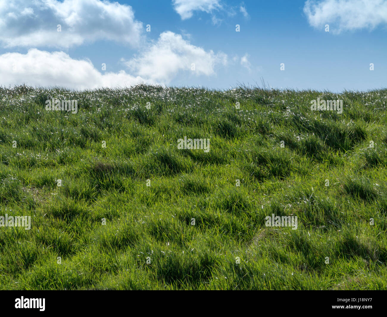 A windblown grass bank against a blue sky with light white clouds Stock ...
