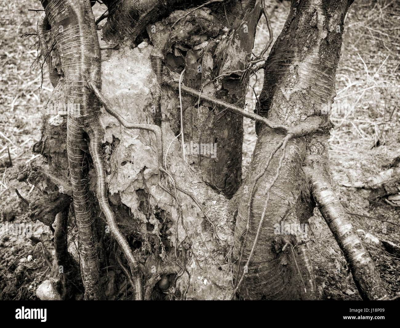 Dying tree bark hi-res stock photography and images - Alamy