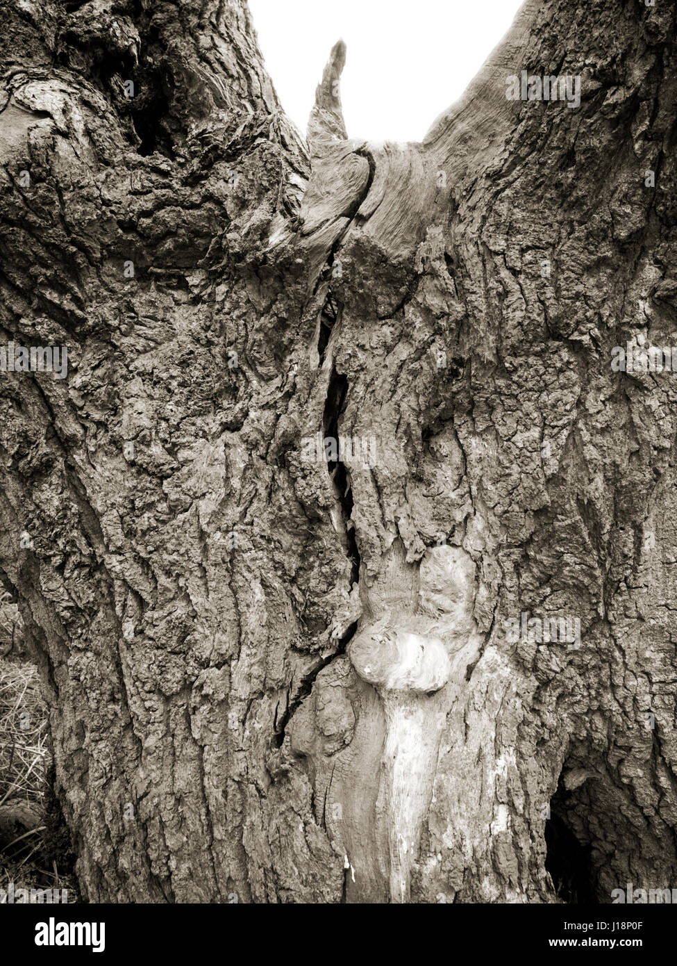 Detail of decaying tree bark with infestations and rot Stock Photo - Alamy