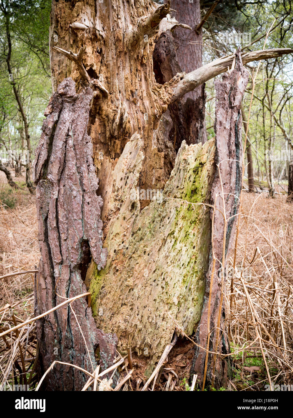 Detail of decaying tree bark with infestations and rot Stock Photo - Alamy
