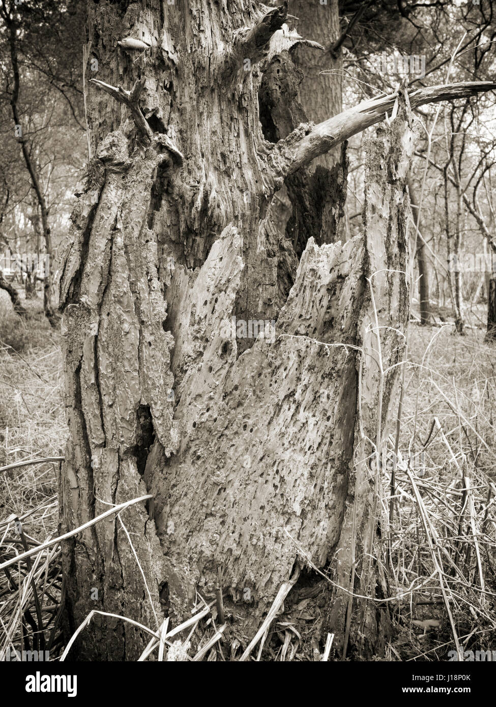Detail of decaying tree bark with infestations and rot Stock Photo - Alamy