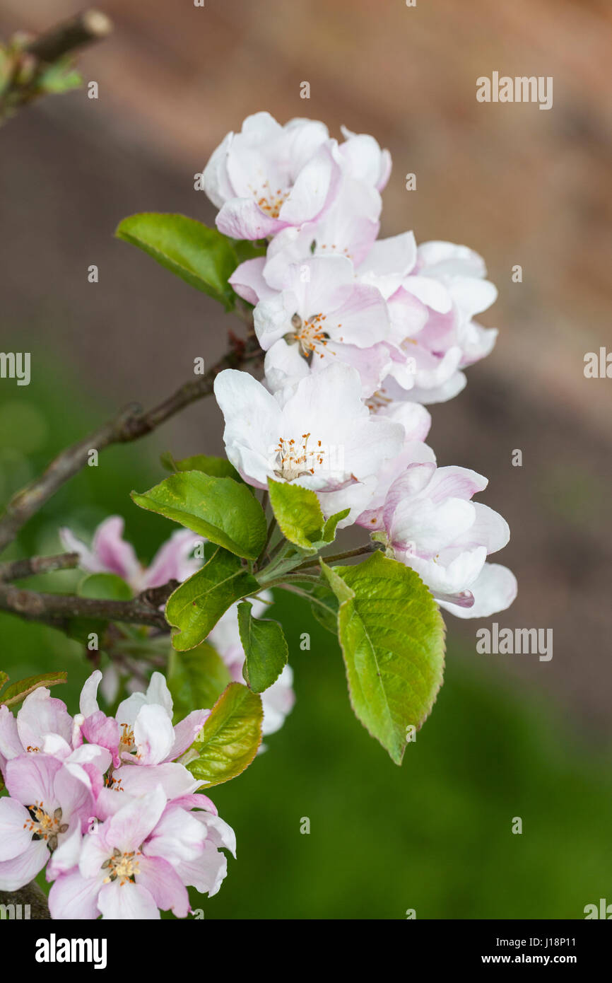 Close up of Malus Domestica, Gilliflower of Gloucester apple blossom in ...