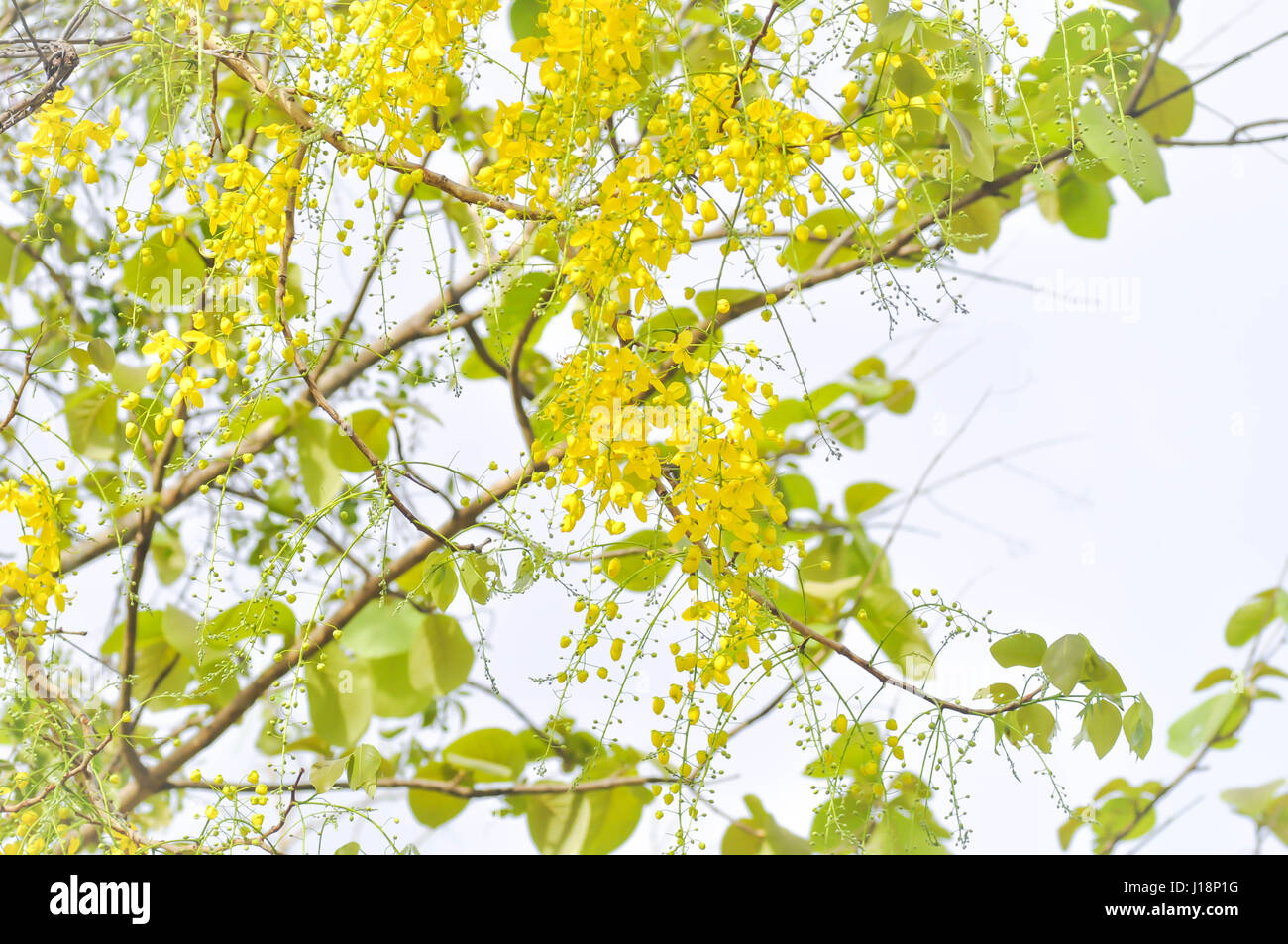 Golden shower or Cassia fistula,yellow flower Stock Photo - Alamy