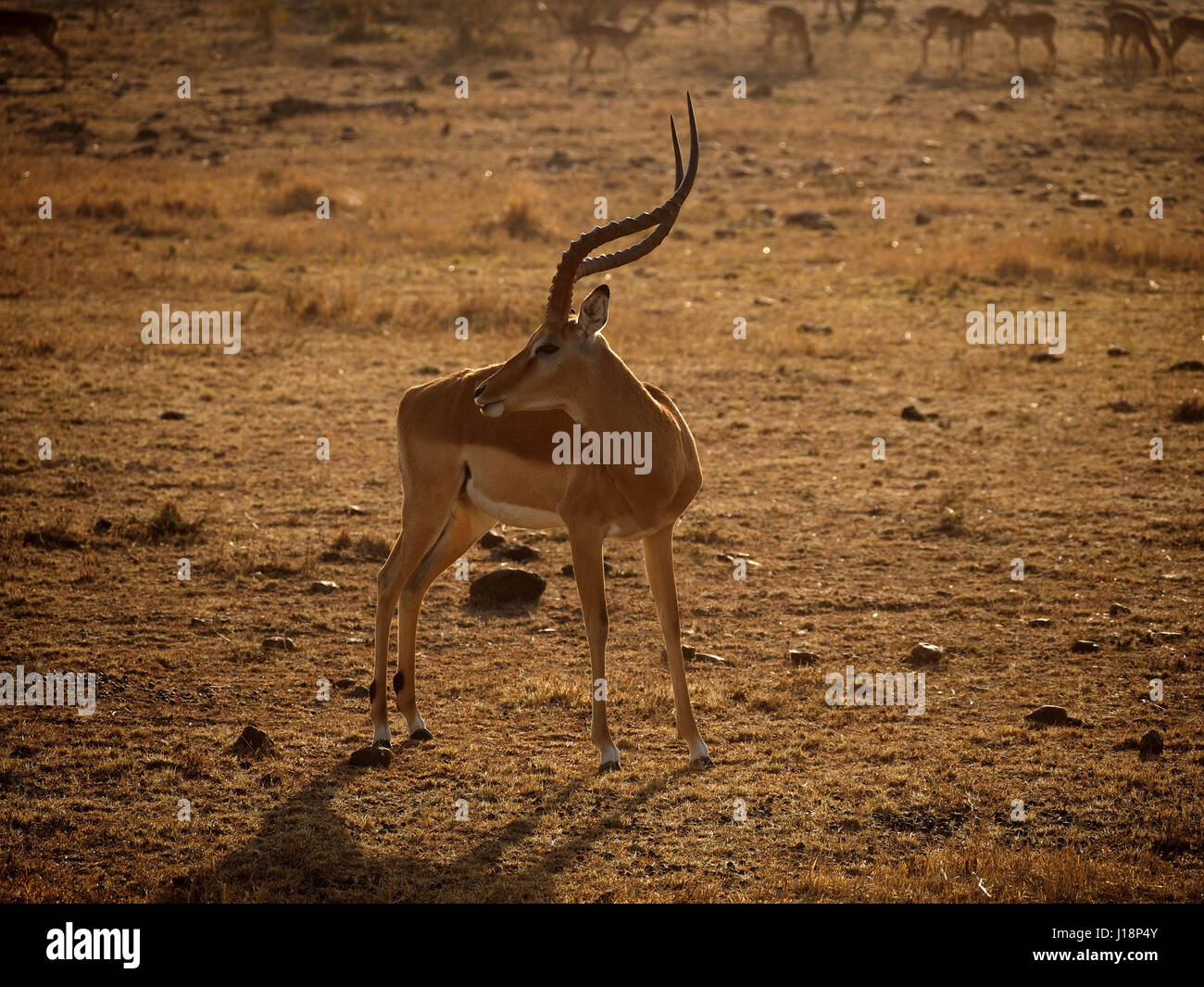 Male impala and harem hi-res stock photography and images - Alamy