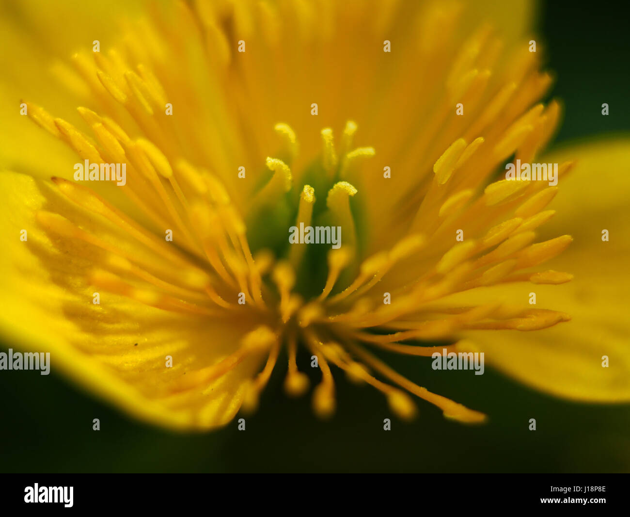 Image of yellow flower hi-res stock photography and images - Alamy