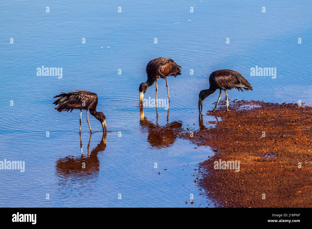 African open bill in Kruger national park, South Africa ; Specie ...
