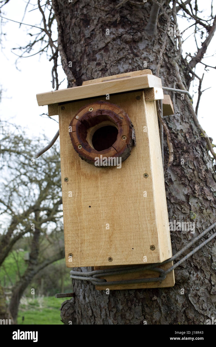Spotted woodpecker nest box strapped to tree Cotswolds UK Stock Photo ...