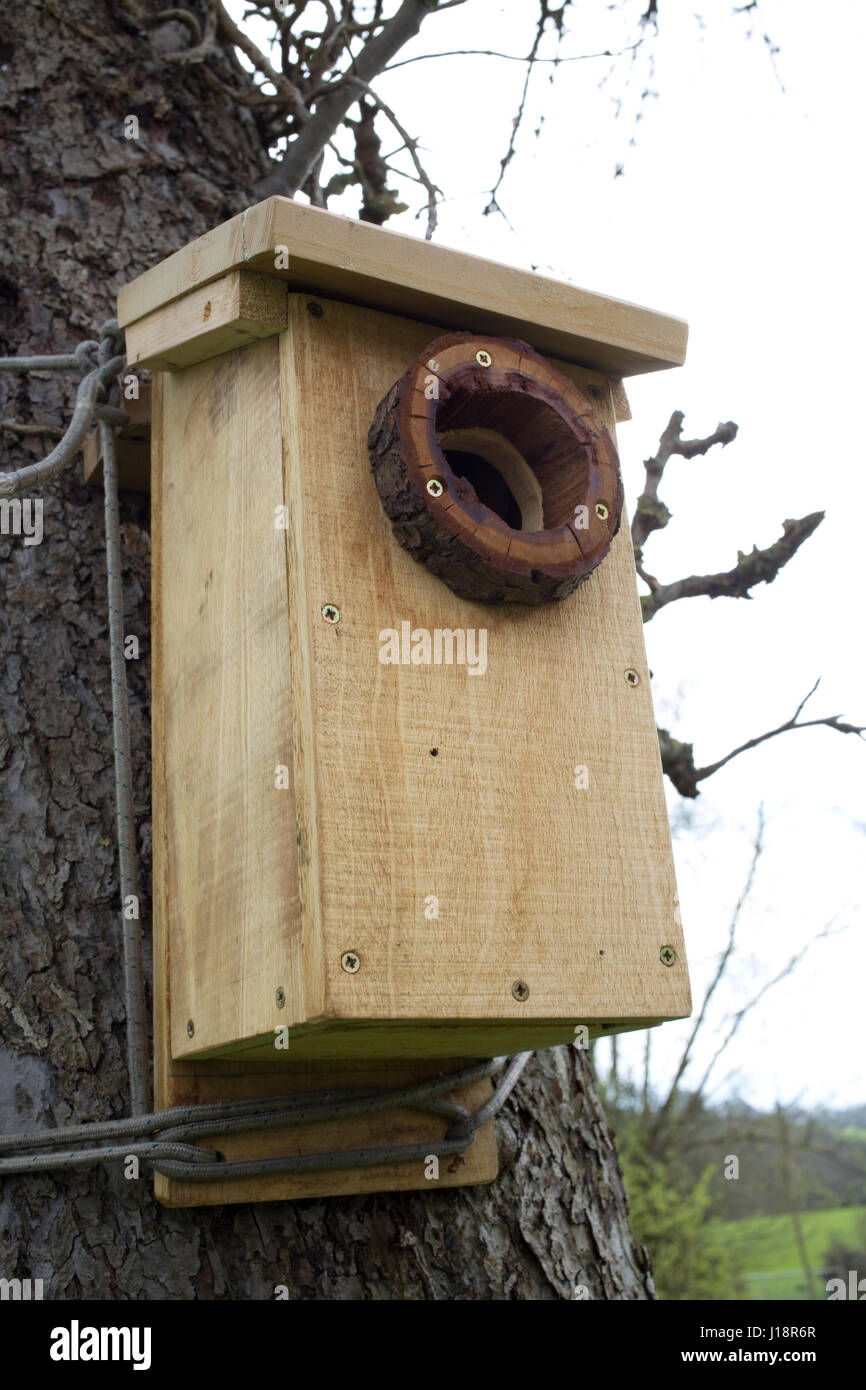 Spotted woodpecker nest box hi-res stock photography and images - Alamy