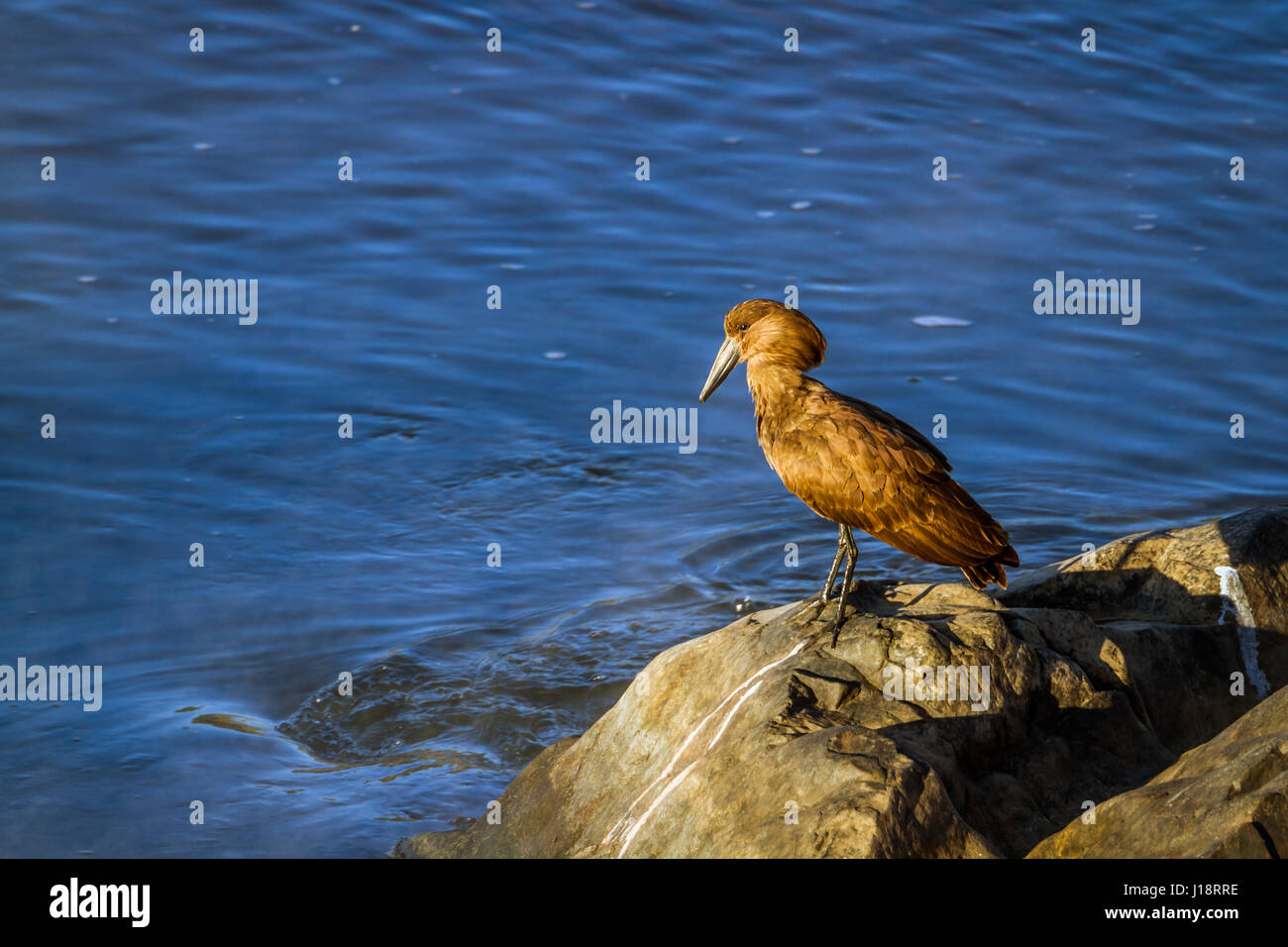 Hamerkop in Kruger national park, South Africa ; Specie Scopus umbretta ...