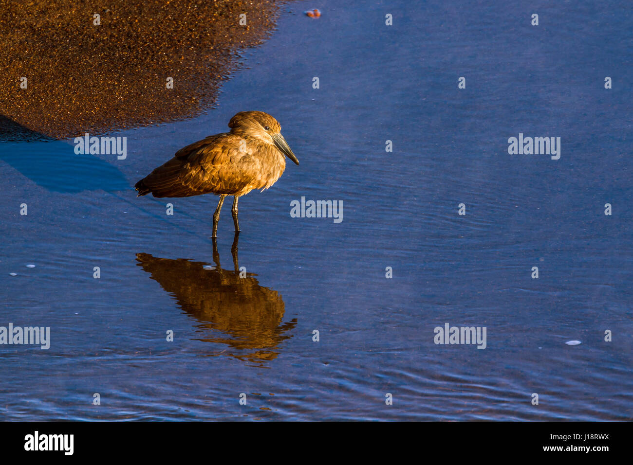 Hamerkop in Kruger national park, South Africa ; Specie Scopus umbretta ...