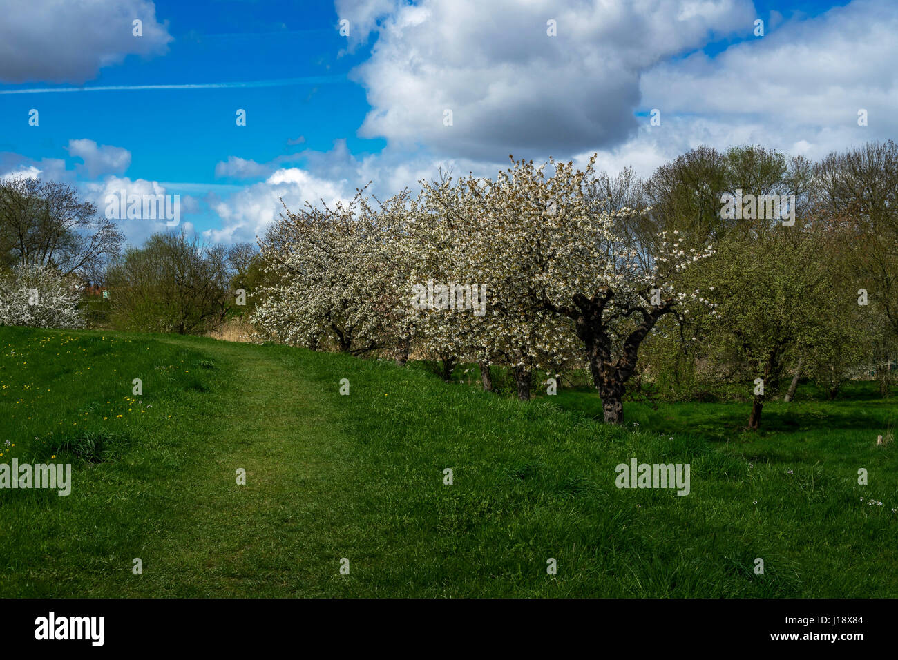 Blooming cherry trees at the dike in Altes Land, Germany, the biggest ...