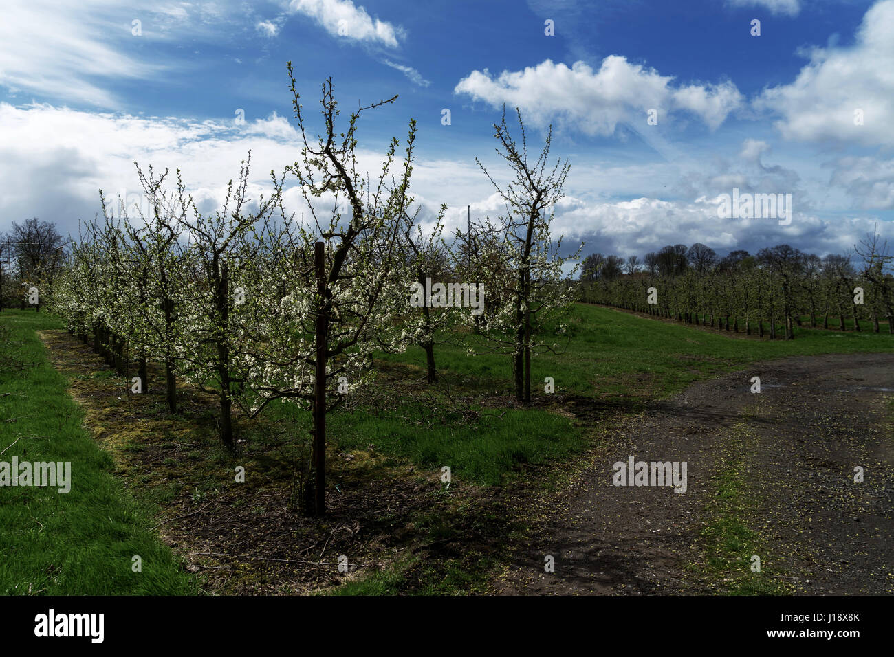 Blooming cherry trees in Altes Land (Germany), the biggest contiguous ...