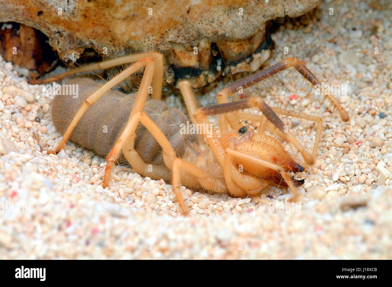 Camel Spider High Resolution Stock Photography and Images - Alamy