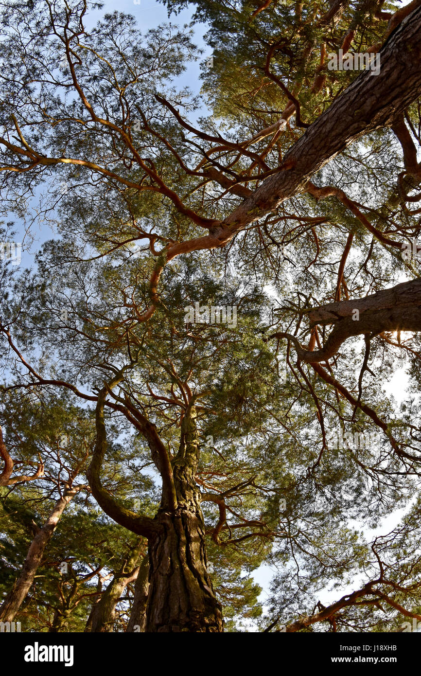 Tallest trees in new forest hi-res stock photography and images - Alamy