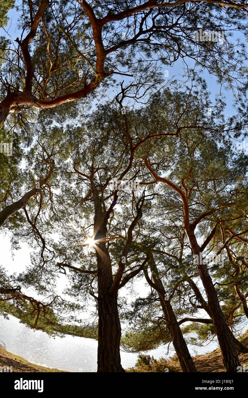 Fisheye view of Pine trees next to pond in the New Forest, Hampshire ...