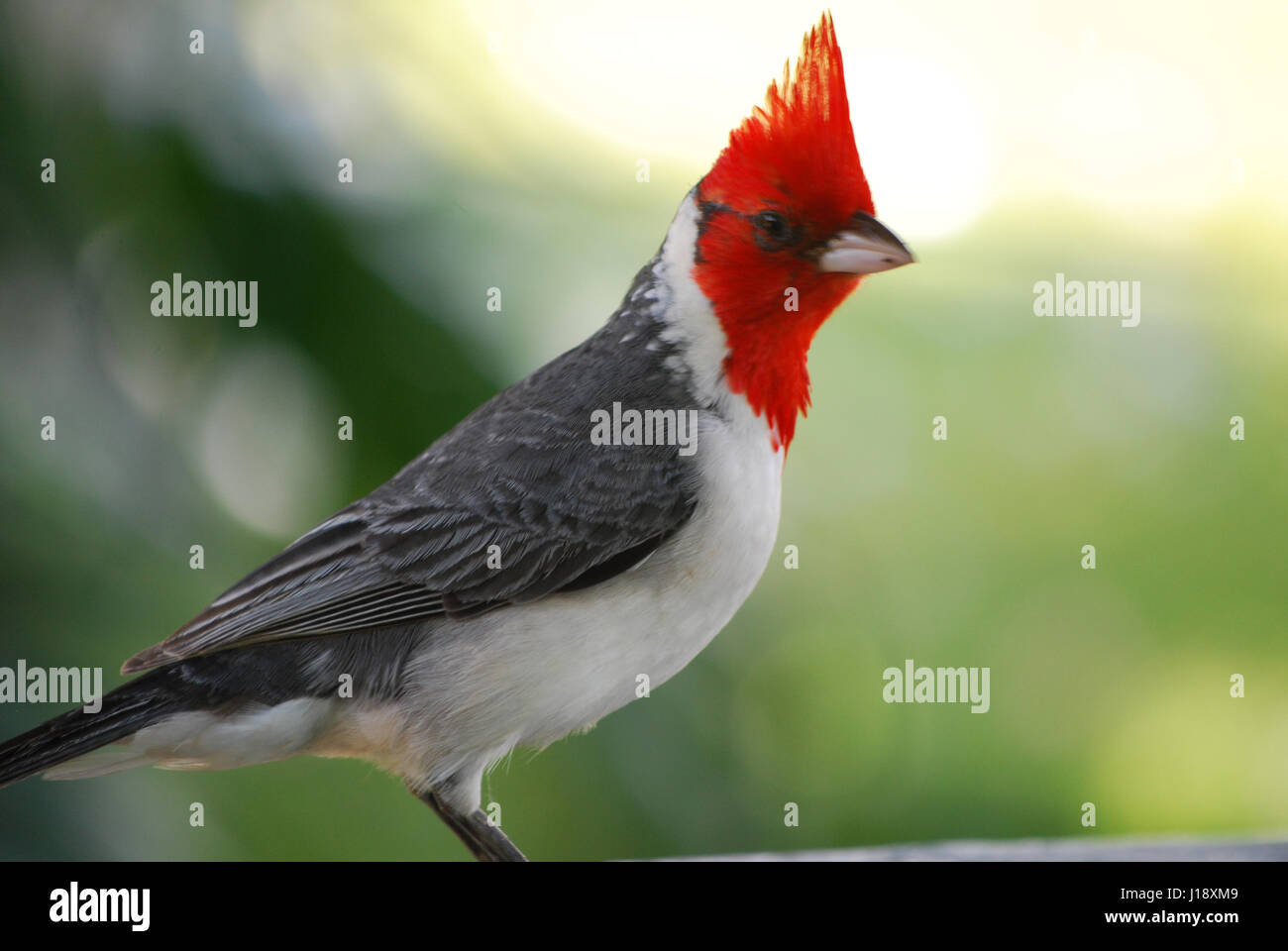 An up close look at a red crested cardinal bird Stock Photo - Alamy