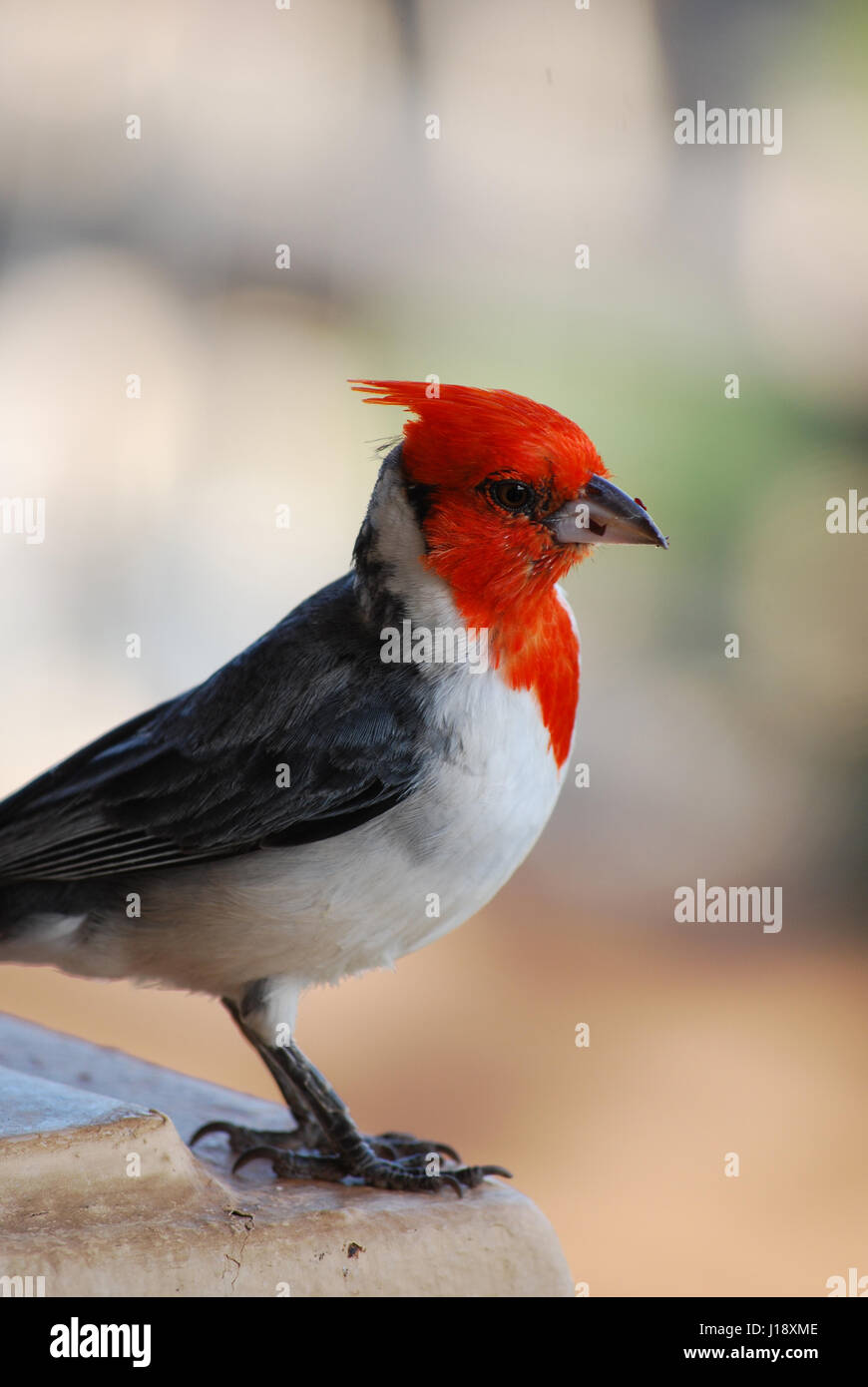 Cute red crested cardinal bird with a tiny bread crumb Stock Photo - Alamy