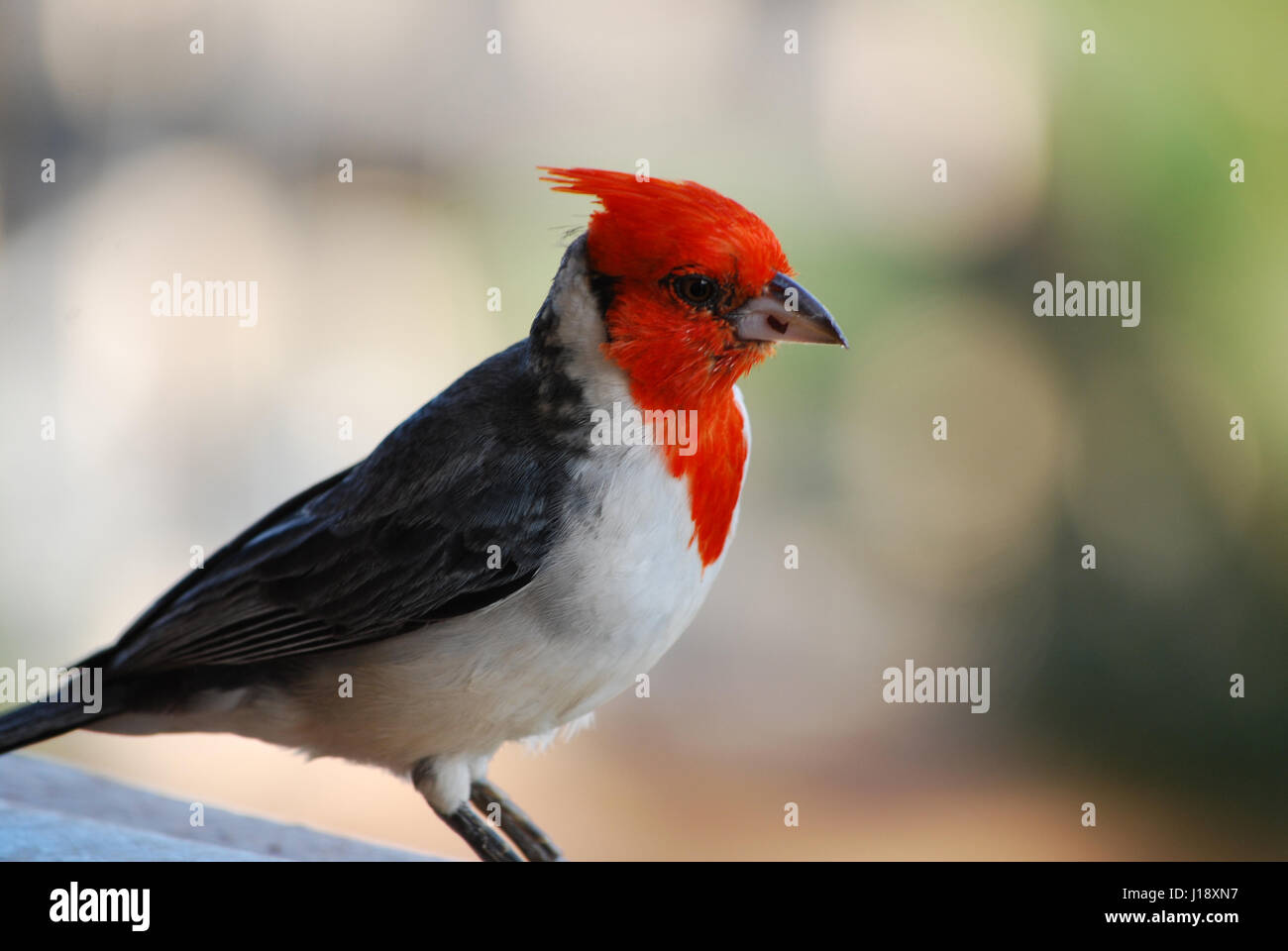 Red crested cardinal bird standing on a railing Stock Photo - Alamy