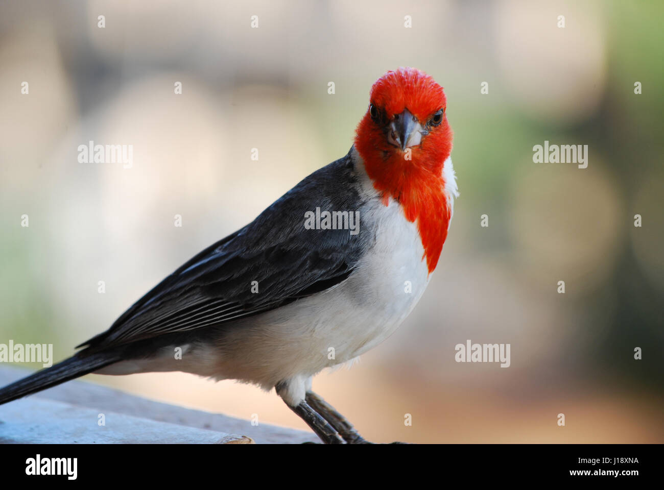 Sharp beak on a red headed cardinal standing on a railing Stock Photo ...