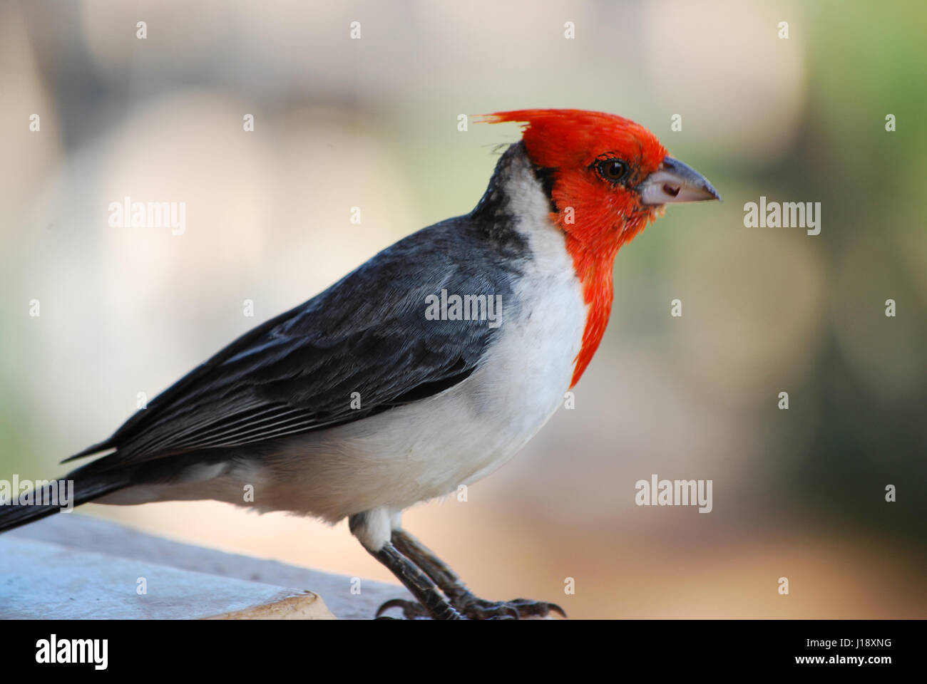Up close with a red crested cardinal bird in Maui Hawaii Stock Photo ...