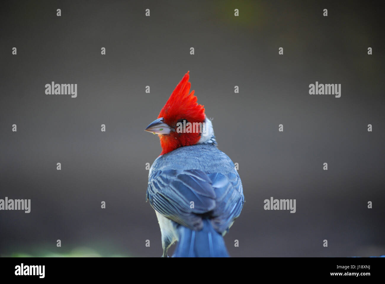 Hawaiian red crested cardinal bird with a tall crown Stock Photo - Alamy