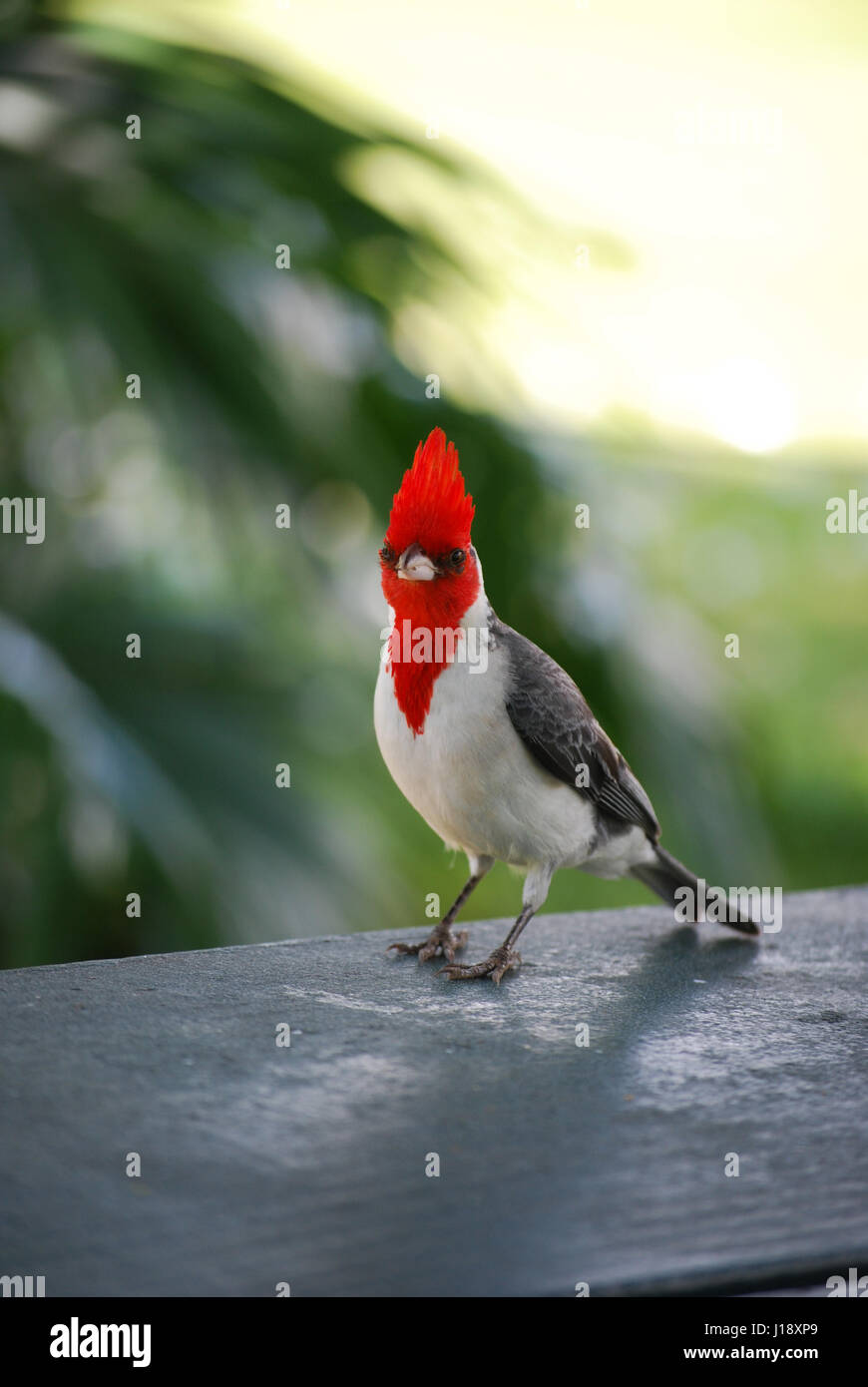 Hawaiian cardinal hi-res stock photography and images - Alamy