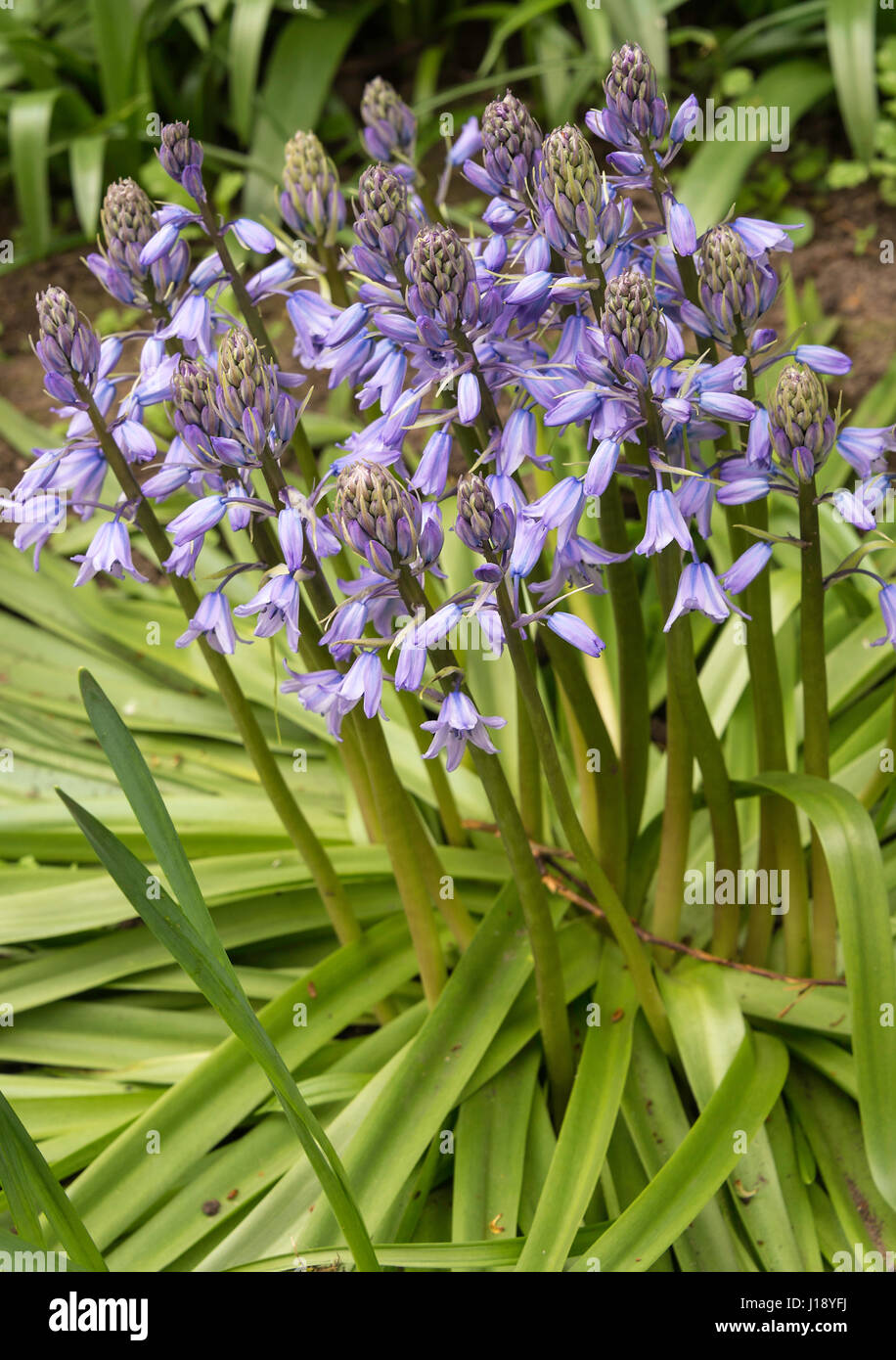A Clump of Attractive Spanish Bluebell Flowers in a Garden in Alsager ...