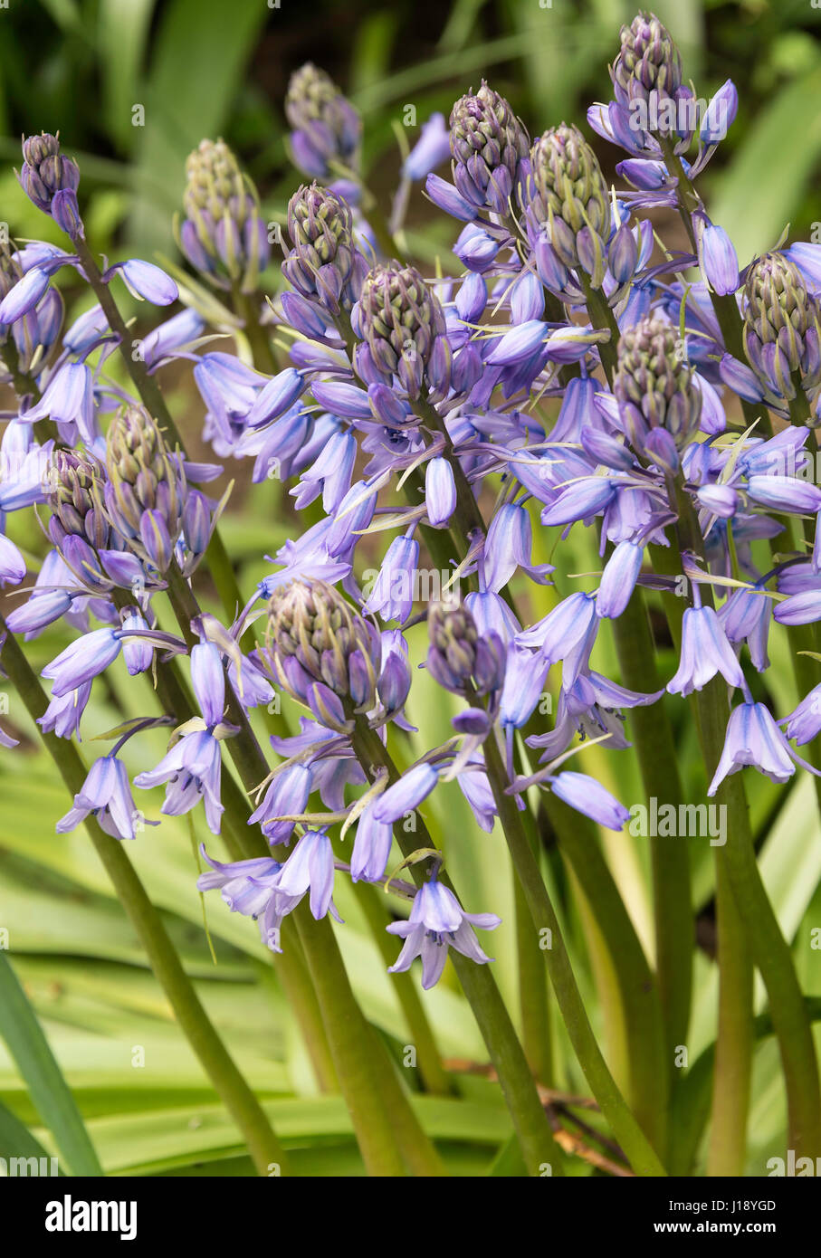A Clump of Attractive Spanish Bluebell Flowers in a Garden in Alsager ...