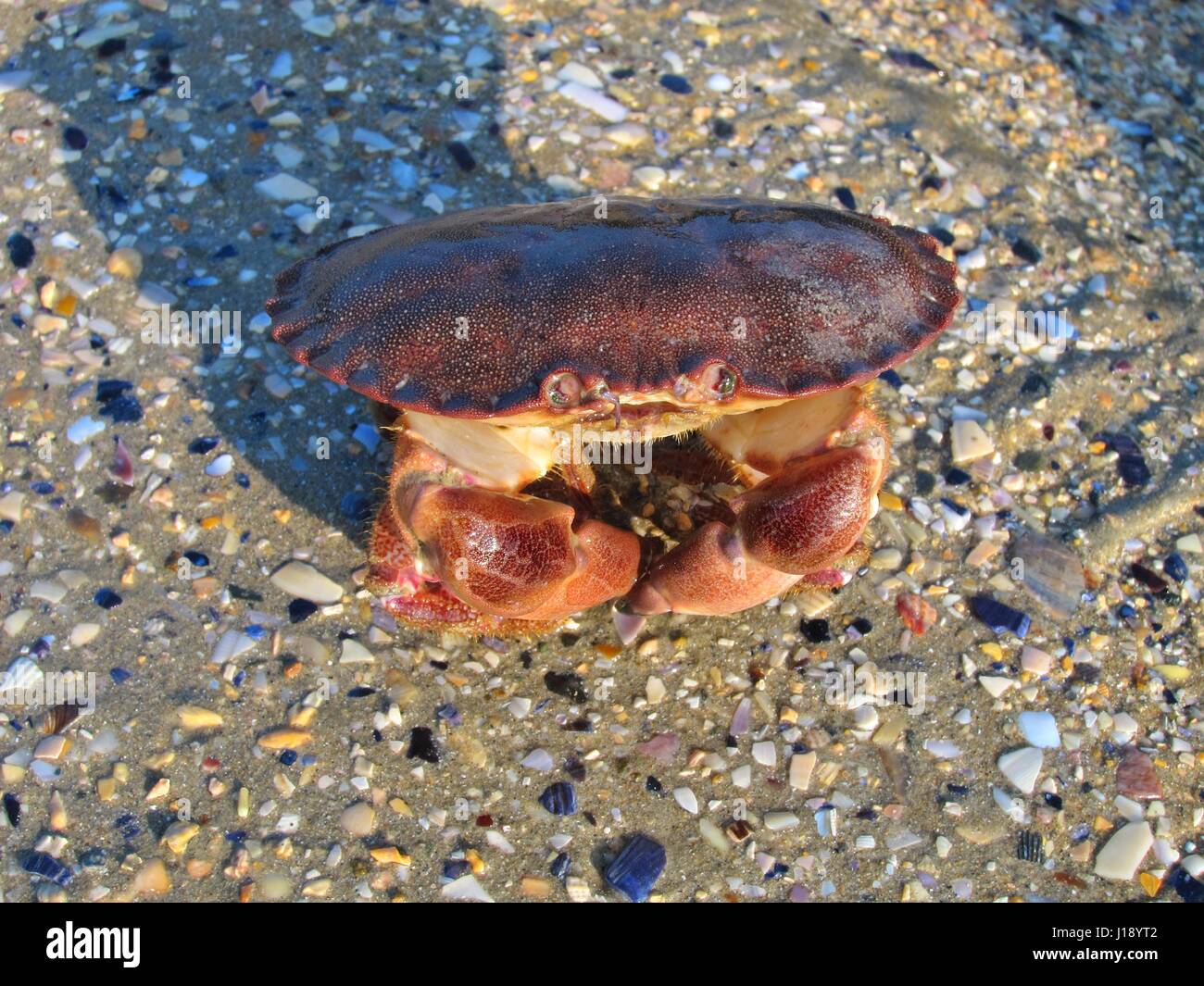 Crab on the beach Stock Photo - Alamy