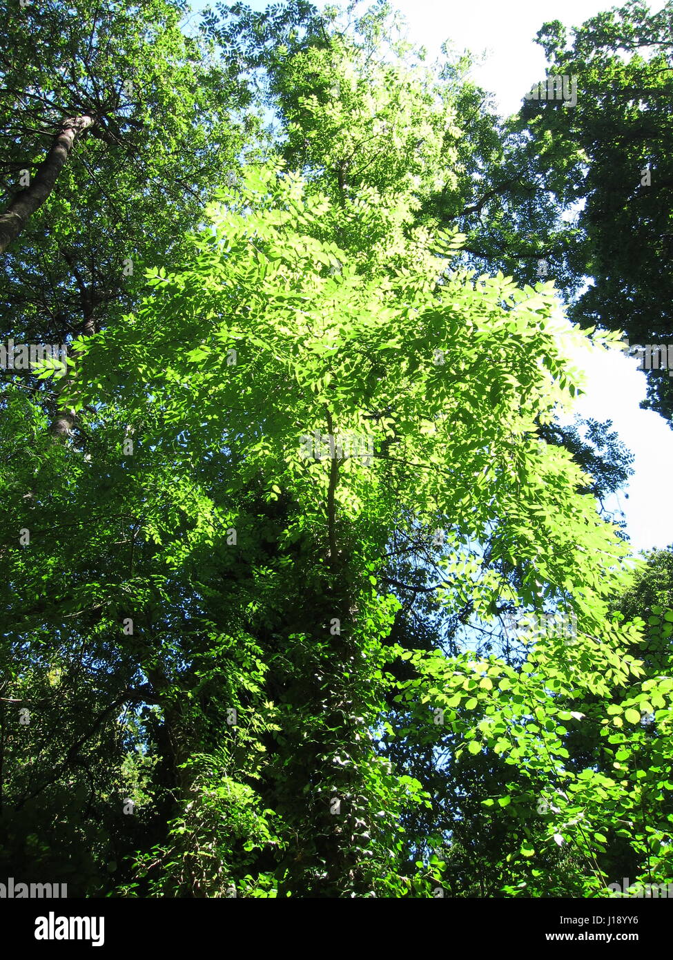 trees at summer Stock Photo - Alamy