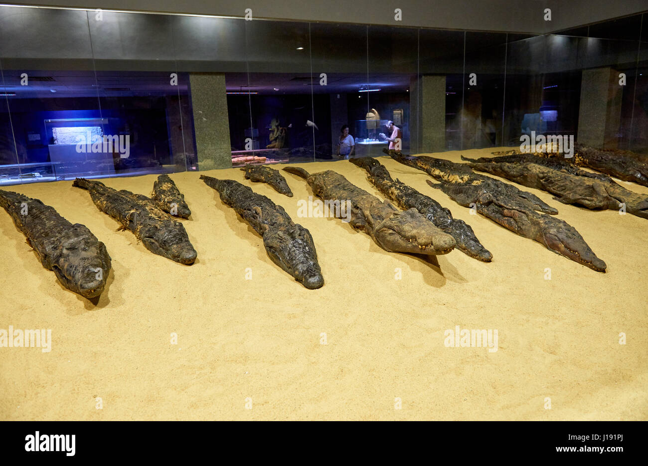 crocodile mummies in museum of Kom Ombo, Egypt, Africa Stock Photo - Alamy
