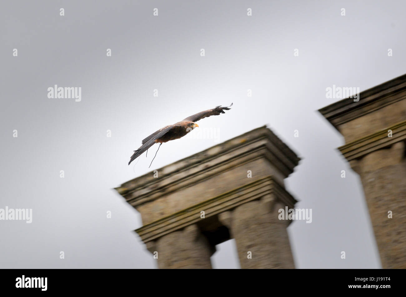 Bird in flight, eagle hawk during a falconry display Stock Photo - Alamy