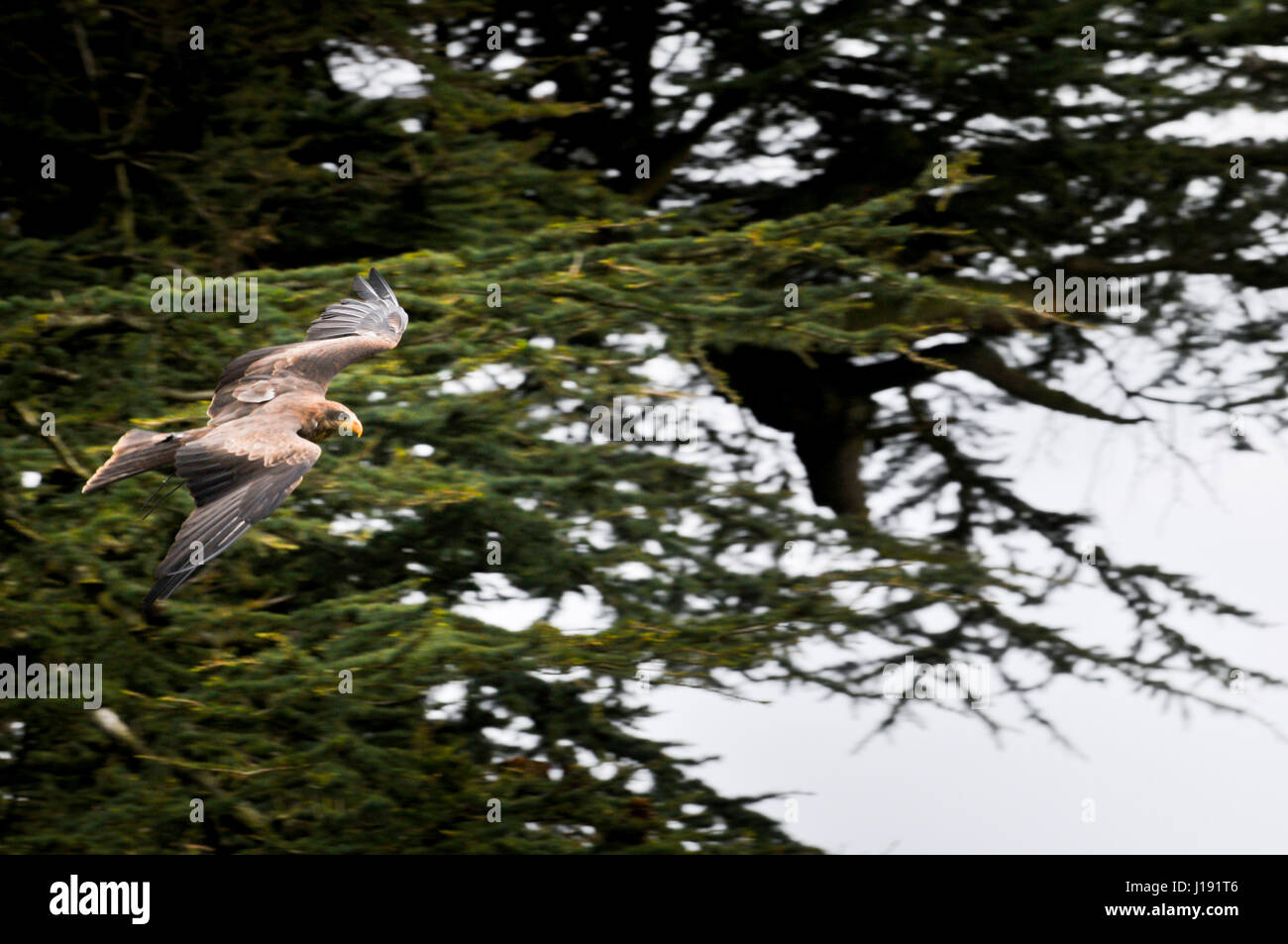 Bird in flight, eagle hawk during a falconry display Stock Photo - Alamy