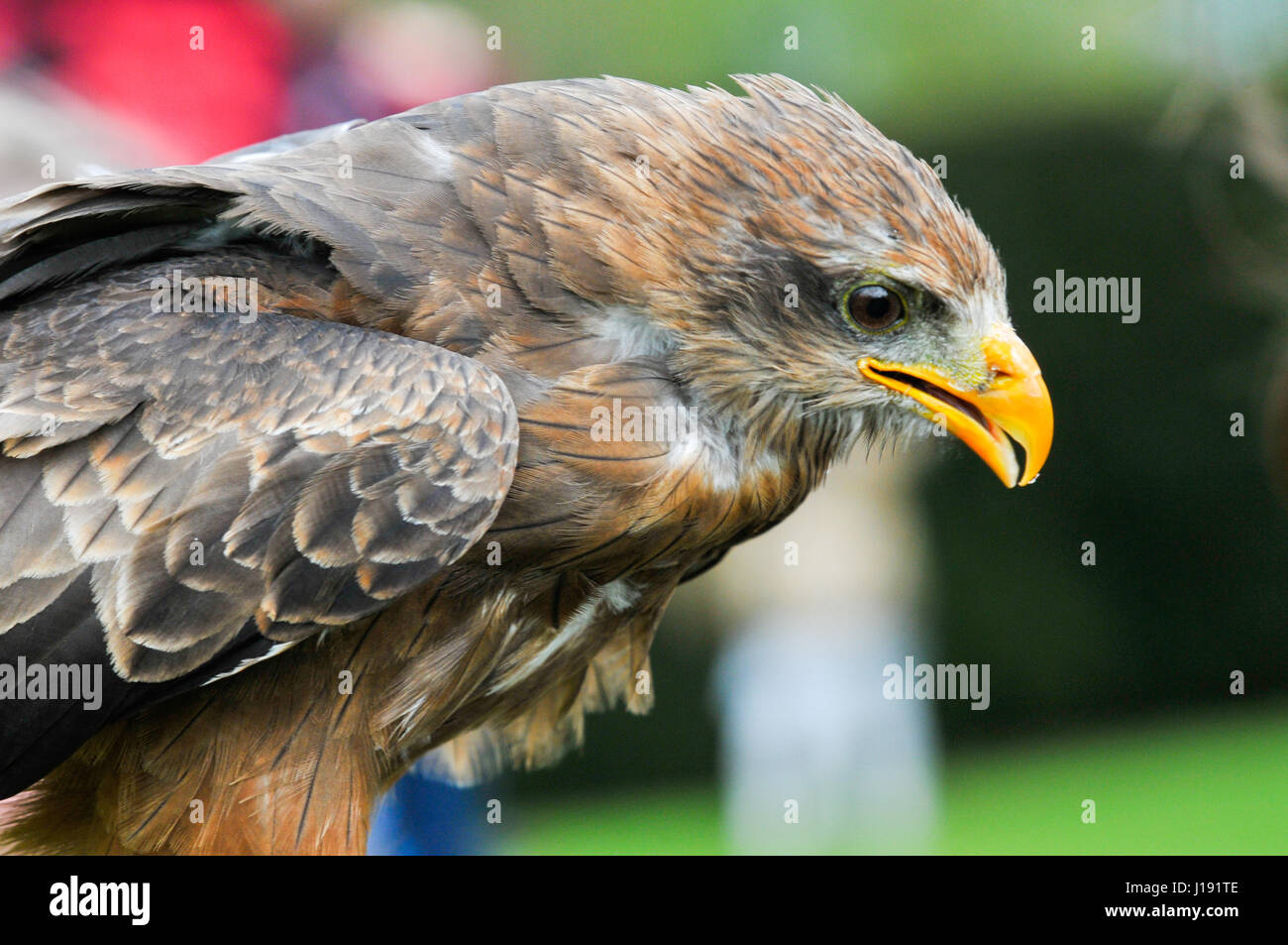 eagle hawk close up during a falconry display Stock Photo - Alamy