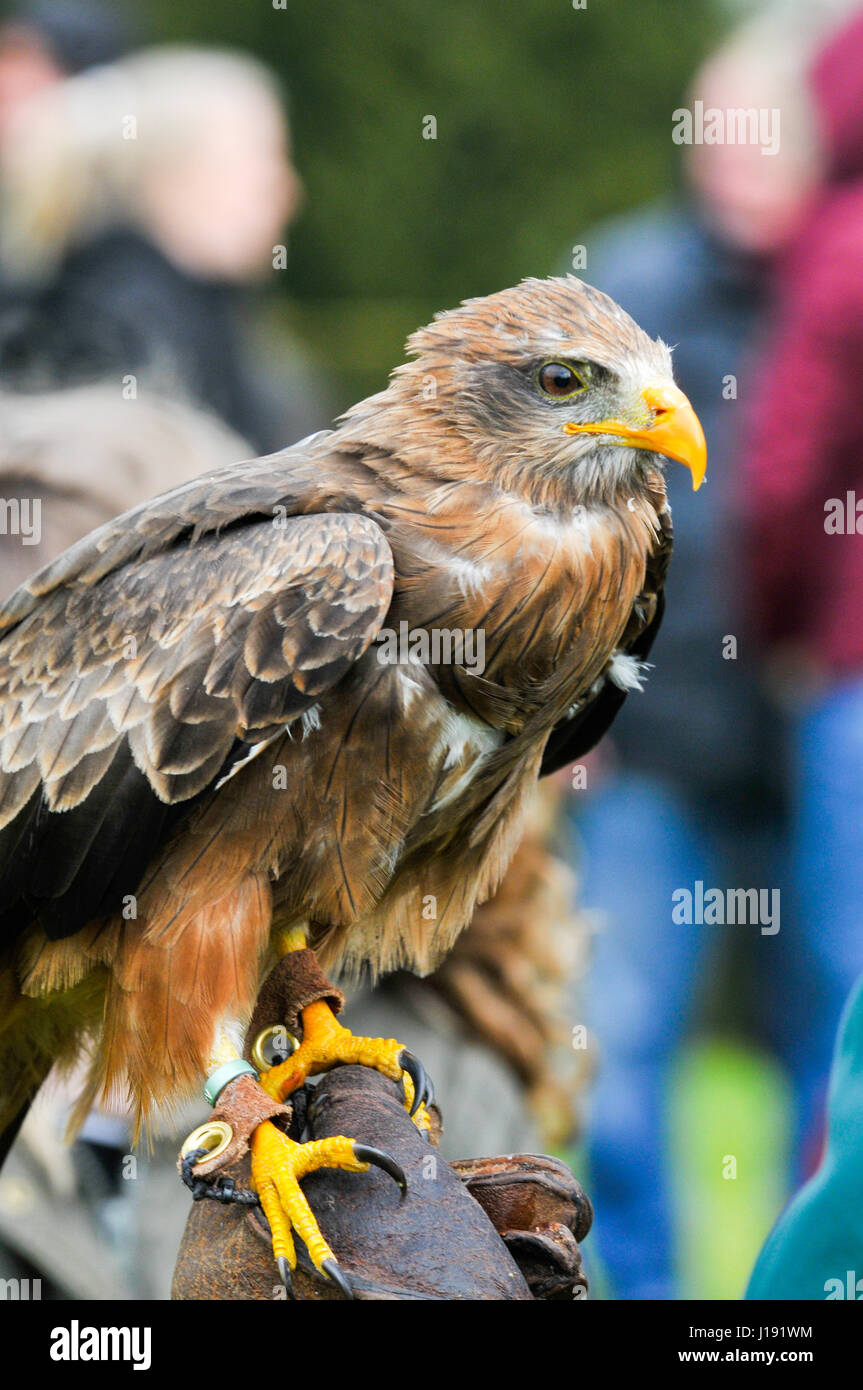 eagle hawk close up during a falconry display Stock Photo - Alamy
