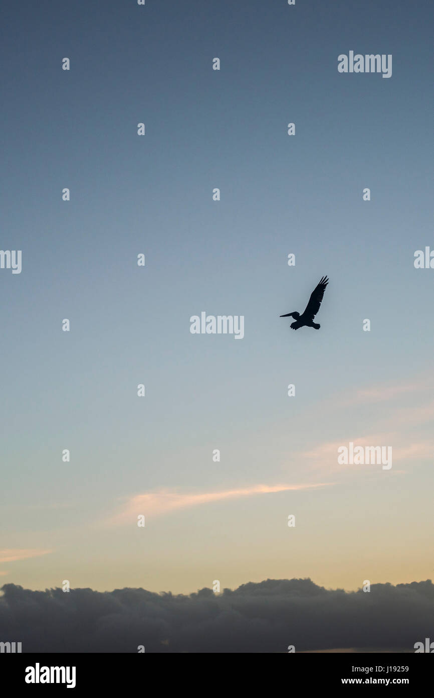 flying at sunset Stock Photo - Alamy