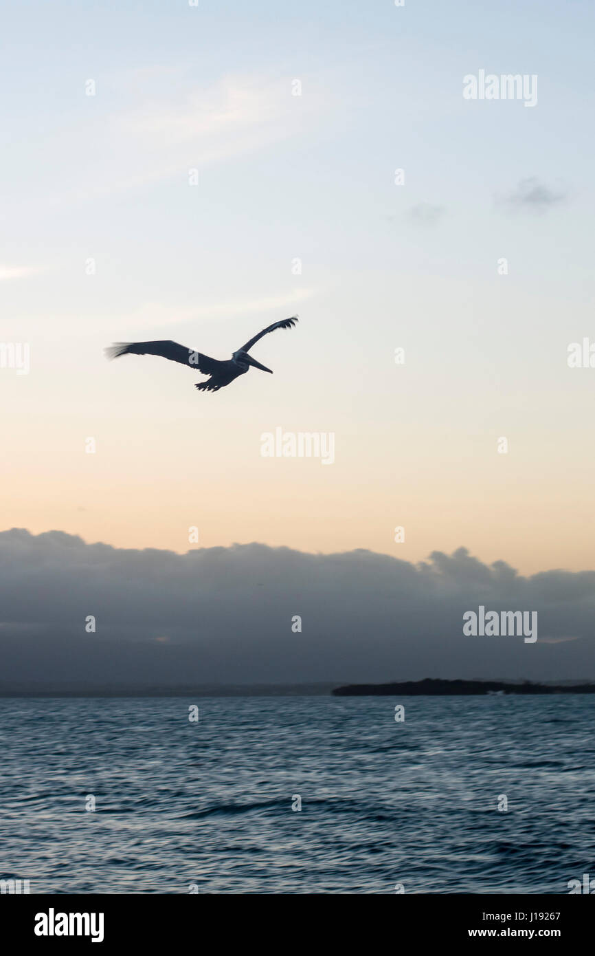 flying at sunset Stock Photo - Alamy