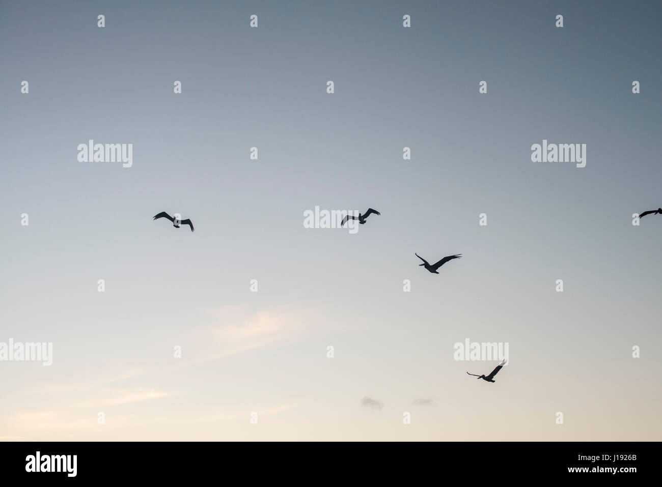 flying at sunset Stock Photo - Alamy