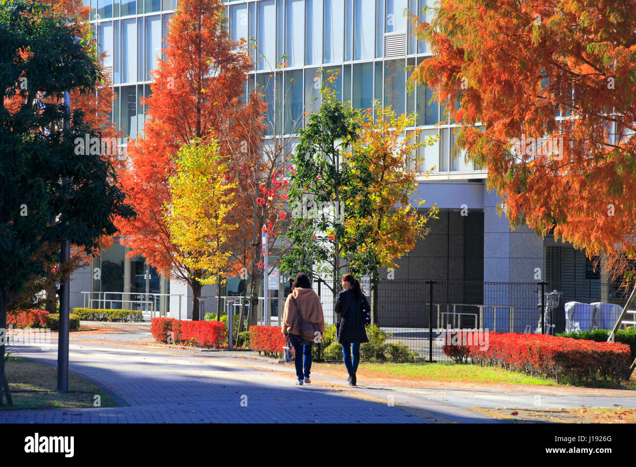 Autumn Foliage Urban Promenade Tachikawa city Tokyo Japan Stock Photo ...